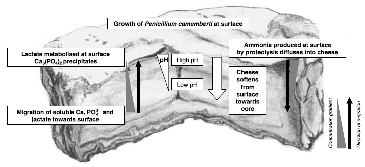 The Bloomy Whites – Cheese Science